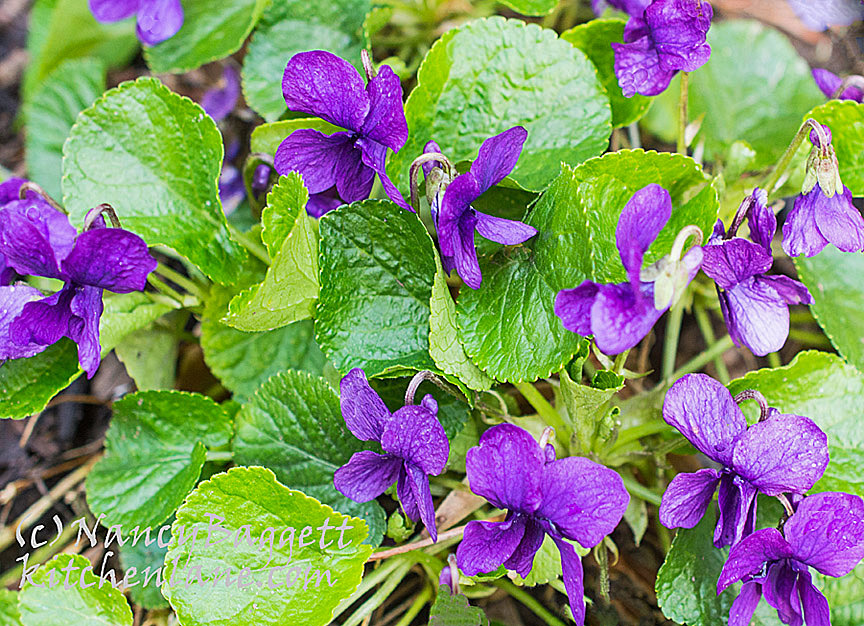 Cooking with Sweet and Wild Woodland Violets - KitchenLane